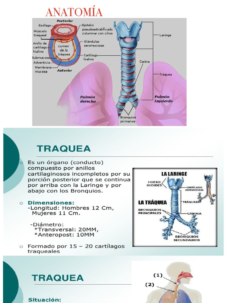 Traqueostomia | PDF | Especialidades Medicas | Sistema respiratorio