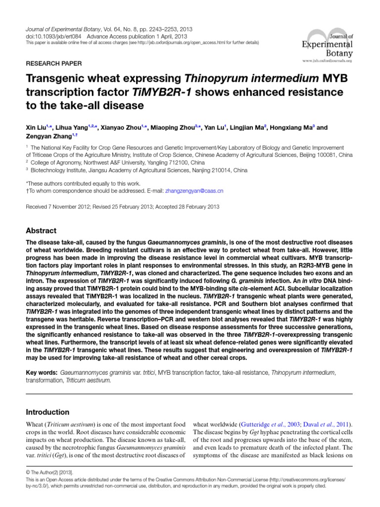 Trangenic Trigo | PDF | Vector (Molecular Biology) | Gene Expression