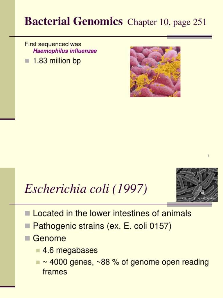 U Tube Experiment | PDF | Operon | Biochemistry