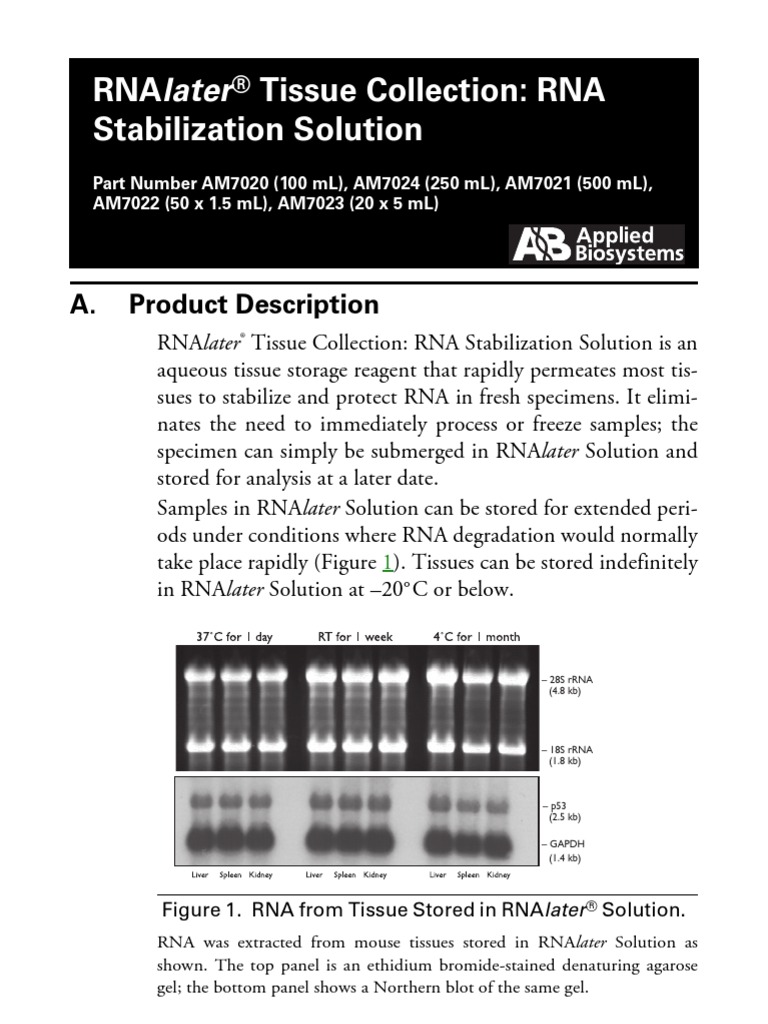 RNAlater RNA Stabilization Solution Qiagen | Rna