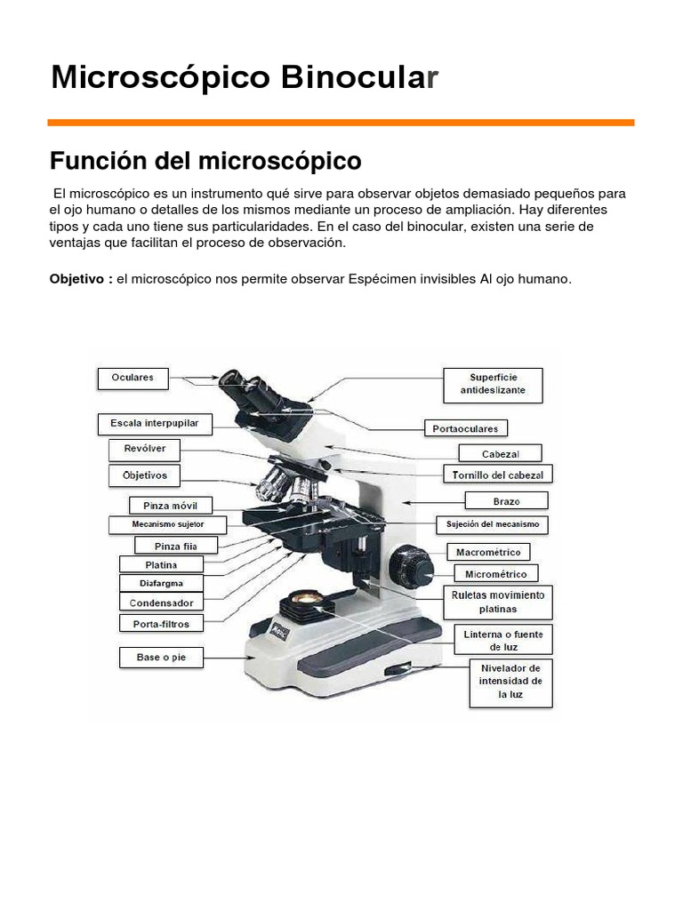 Trabajo Practico Del Microscopico | PDF | Ojo humano | Microscopio