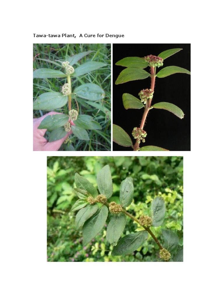 Tawa-Tawa Plant, A Cure For Dengue | PDF | Wellness | Medical