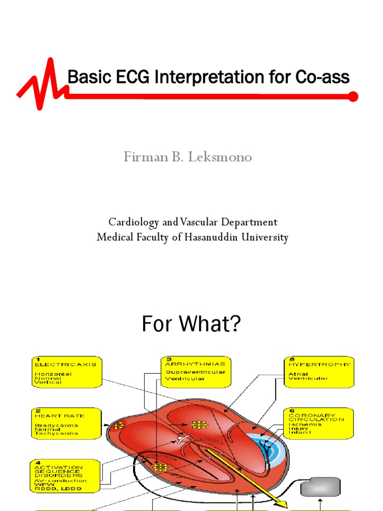 Basic ECG Interpretation | PDF | Electrocardiography | Physiology