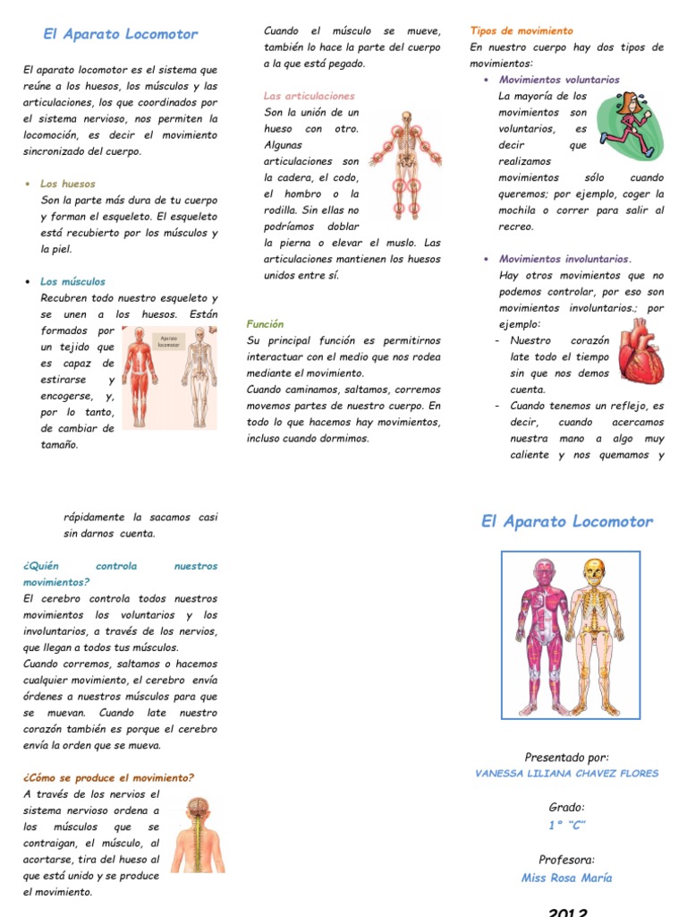 El Sistema Locomotor | PDF | Sistema musculoesquelético humano ...