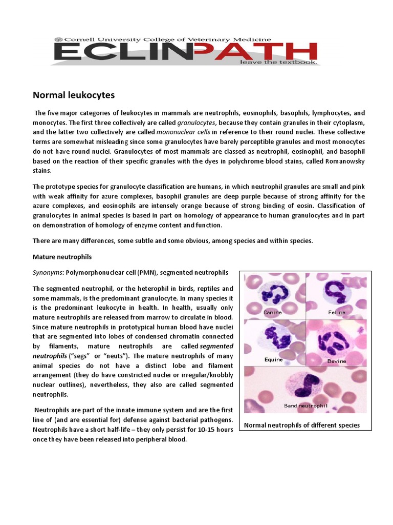 3 - Normal Leukocytes | PDF | Granulocyte | White Blood Cell