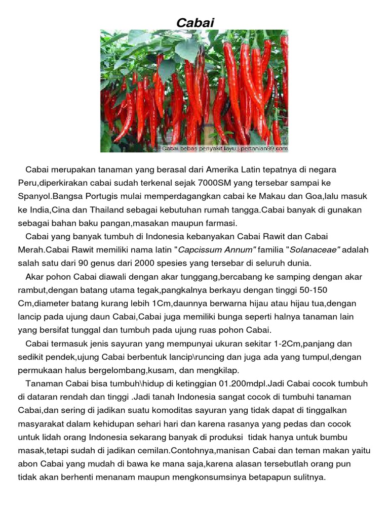 Observasi Cabai | PDF