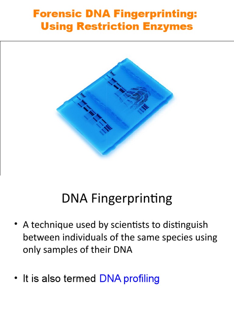 Forensic DNA Fingerprinting: Using Restriction Enzymes | PDF ...