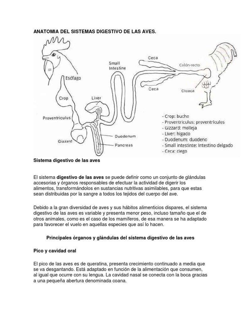 ANATOMIA DEL SISTEMAS DIGESTIVO DE LAS AVES Y PORCINOS.docx | Digestión | Sistema digestivo ...