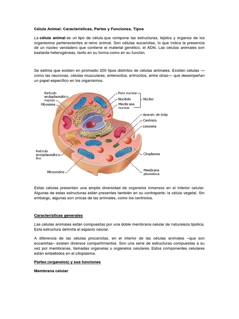 Célula Animal: Estructura y Funciones | PDF | Citoplasma | Biología ...