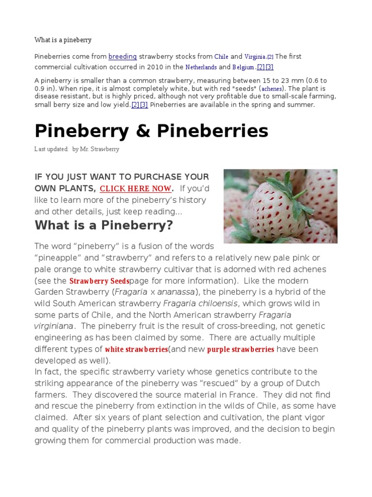 What Are Pineberries | PDF | Strawberry | Berry