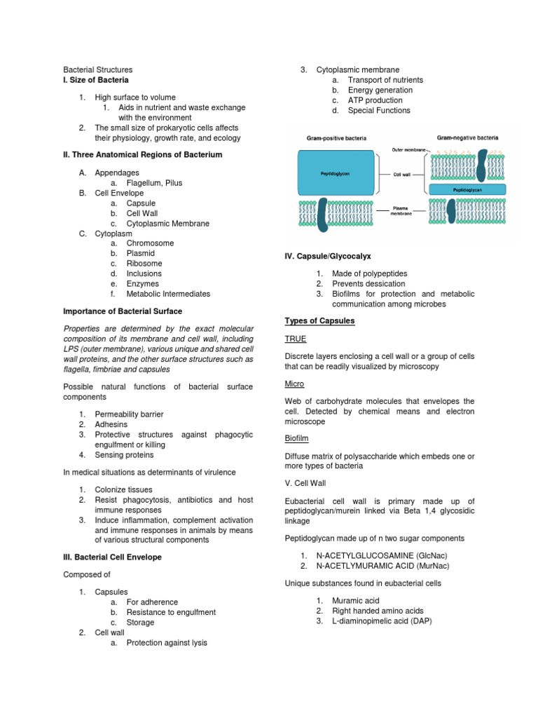 Bacterial Structures | PDF