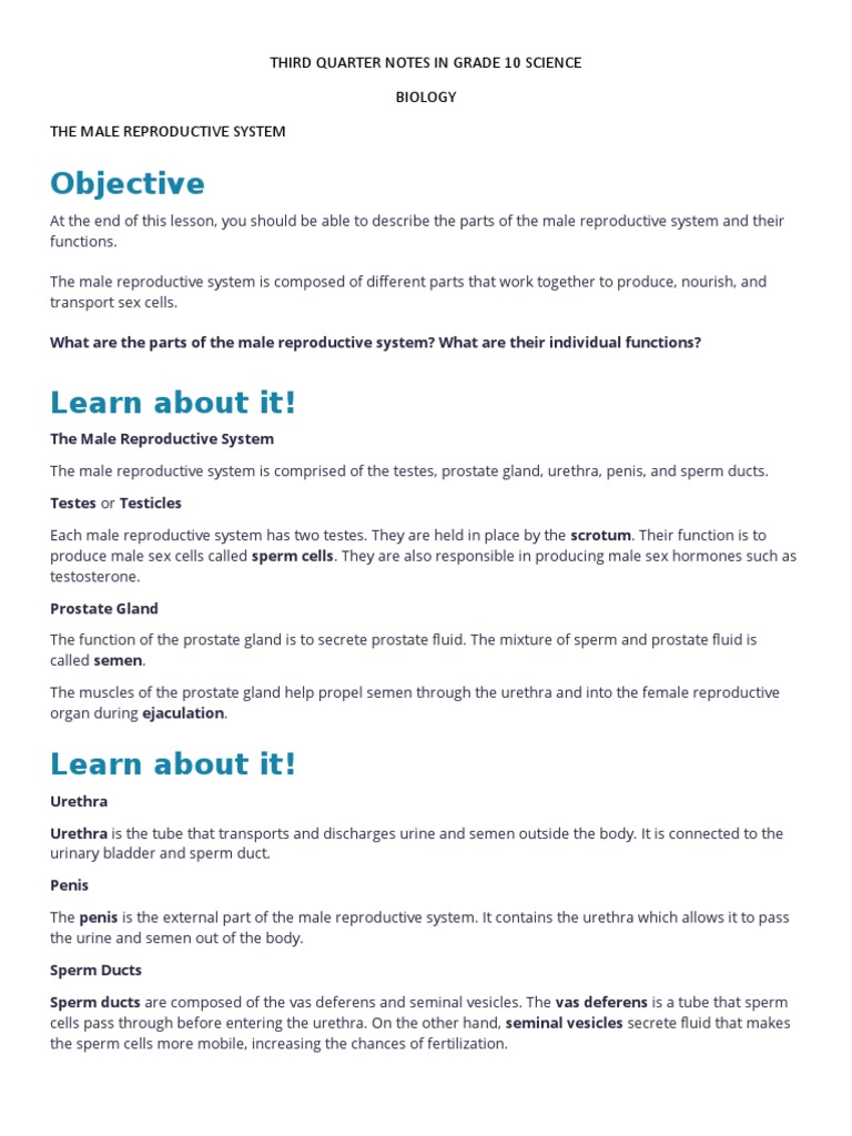 Objective: Third Quarter Notes in Grade 10 Science Biology The Male ...