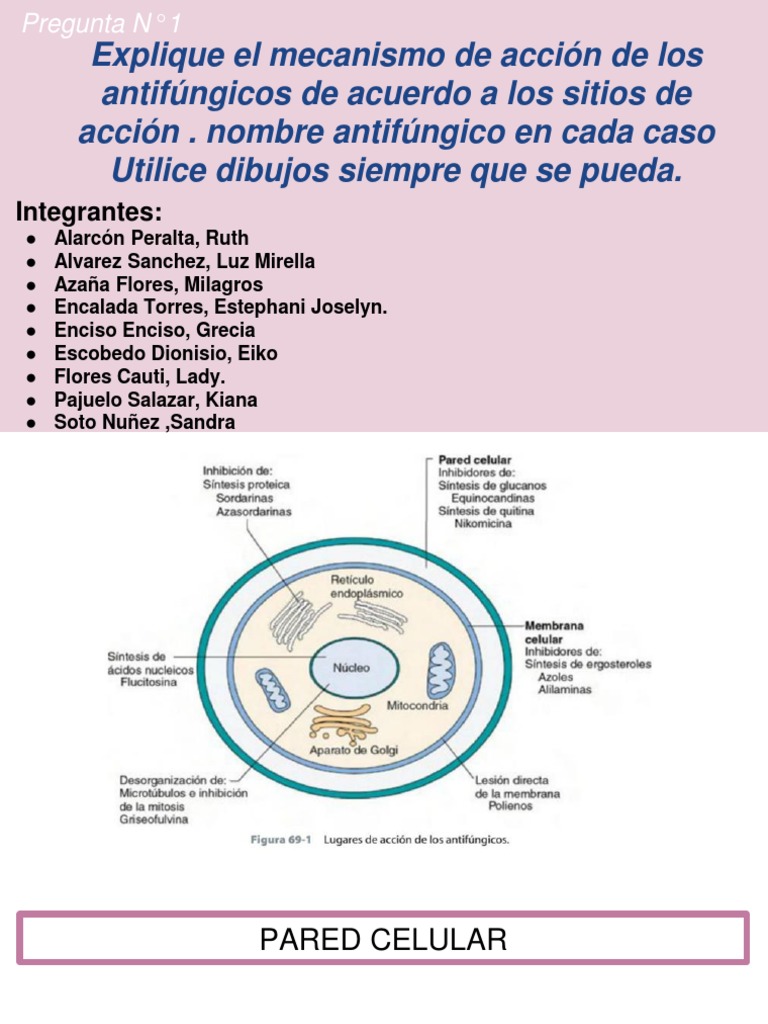 mecanismo de accion de antifungicos.pptx | Inhibidor de la enzima ...
