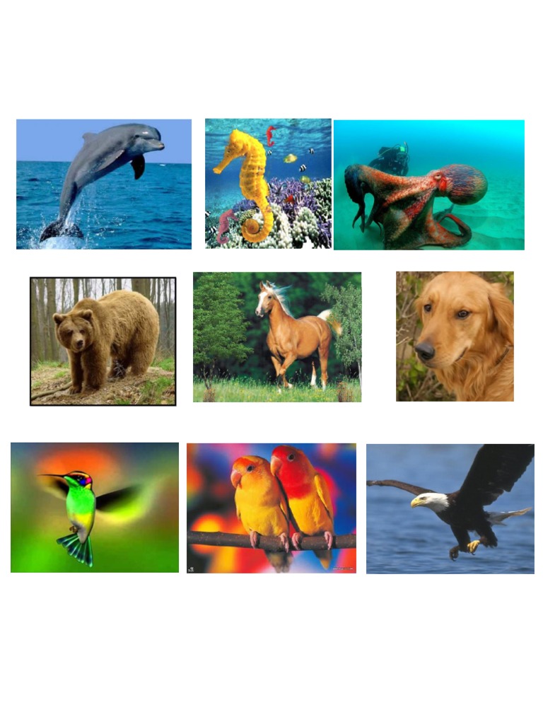3 Animales Acuaticos, Terrestres y Aereos | PDF