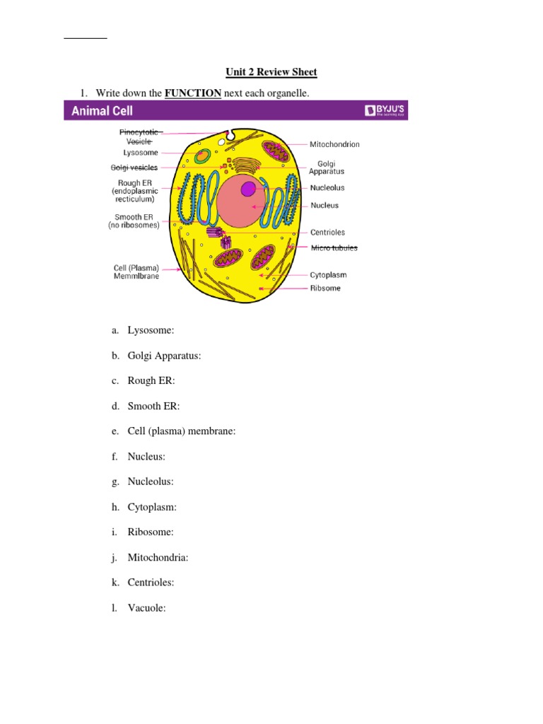 Unit 2 Review Sheet-2019 | PDF