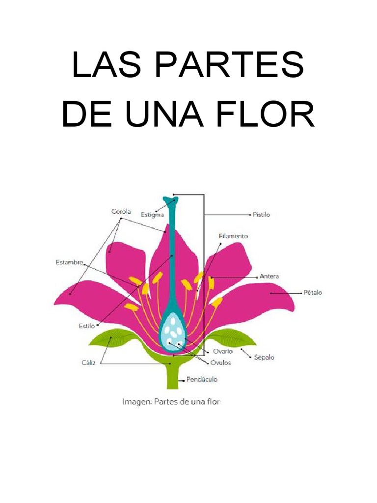 Partes de Una Flor Masculina, Femenina y Hermafrodita | Naturaleza