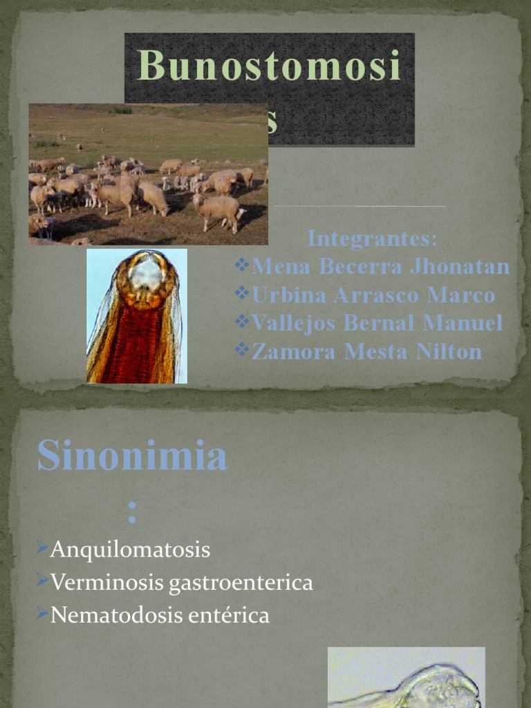 Bunostomosis: Infección por Bunostomum | PDF | Diarrea | Pulmón