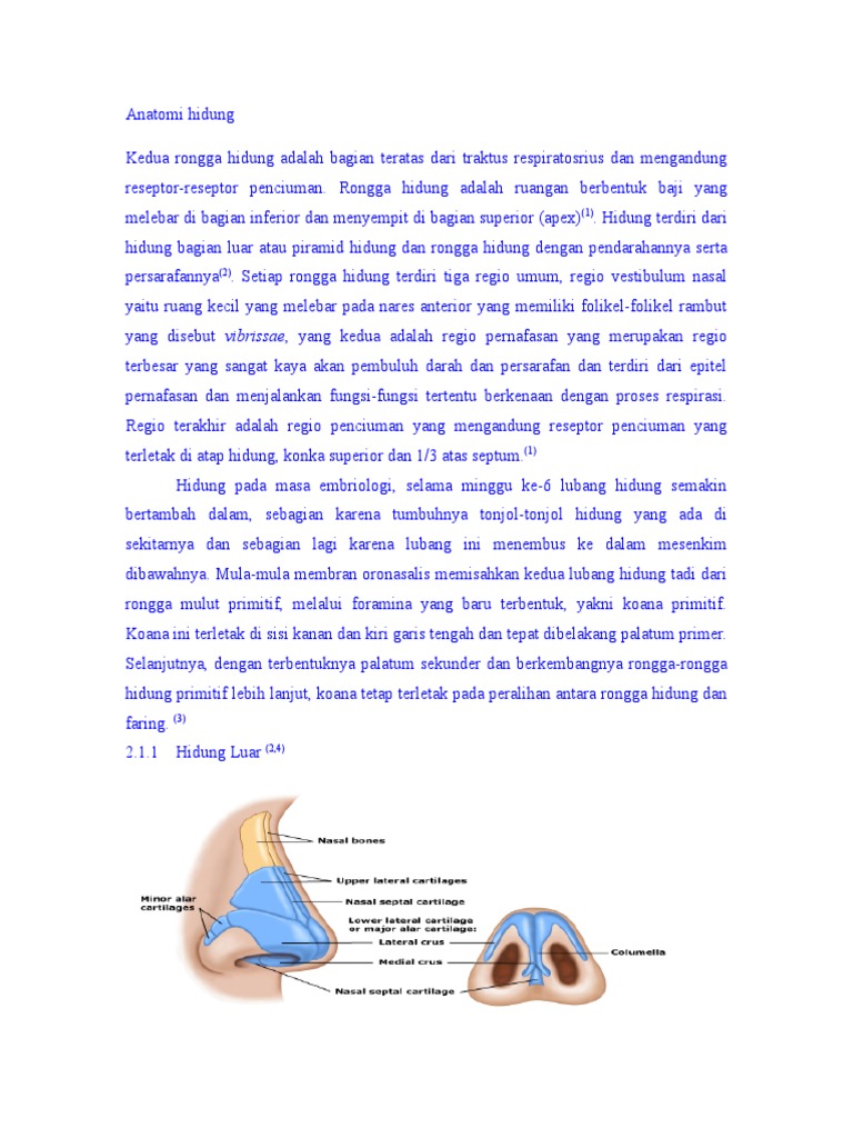 Anatomi Hidung | PDF
