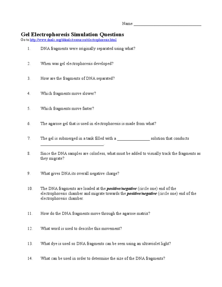 Gel Electrophoresis Q&A Guide | PDF | Science & Mathematics