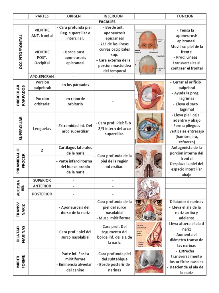 Musculos Faciales y Masticadores | Descargar gratis PDF | Rasgos faciales | Sistema esquelético