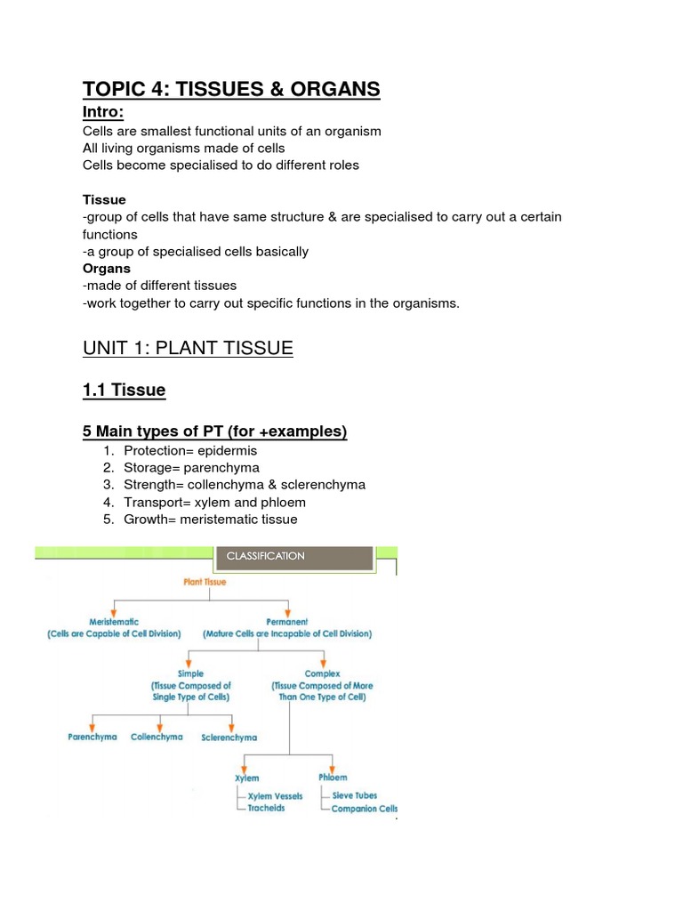 Classification and Functions of Plant Tissues and Organs | PDF