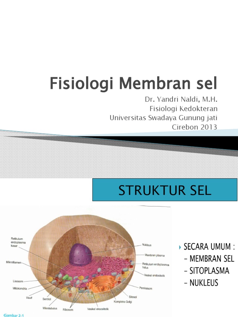 Struktur dan Fungsi Membran Sel | PDF