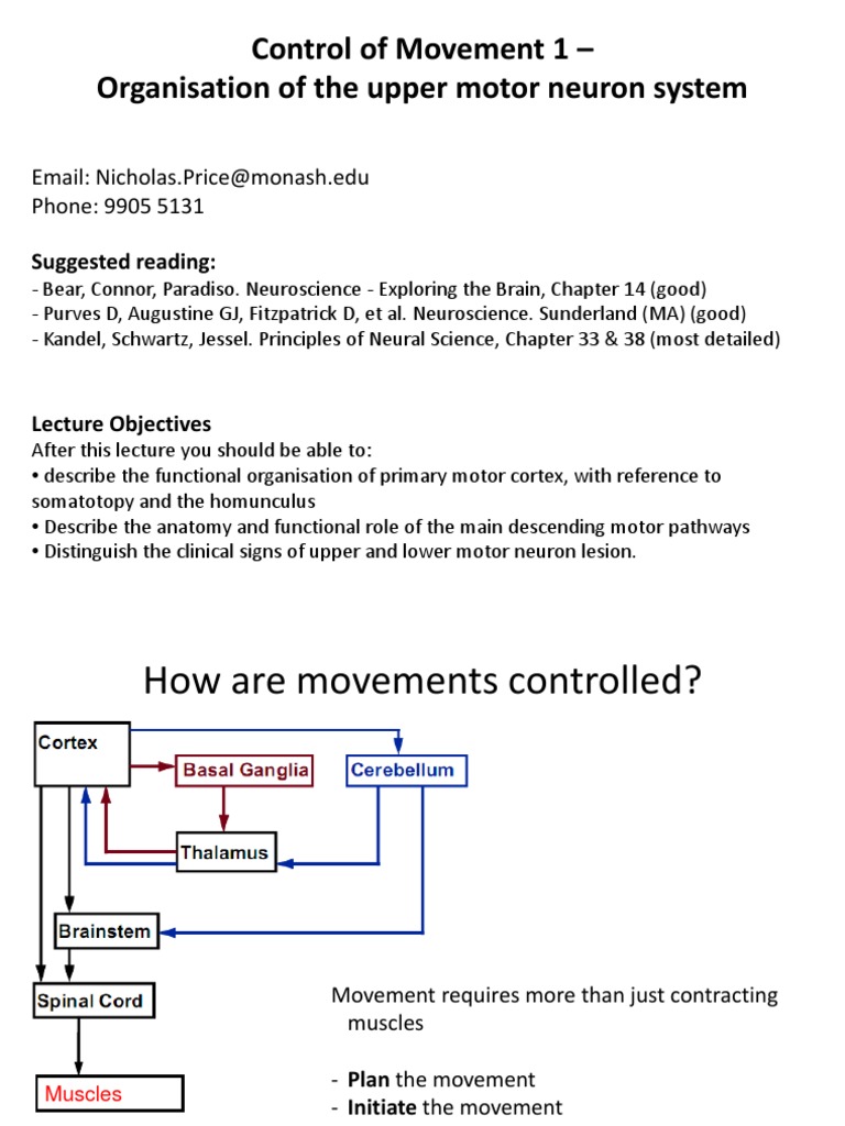 Corticospinal Tract and Movement Control | PDF | Spinal Cord | Neuroanatomy