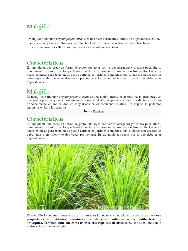 Malojillo | PDF | Botánica | Plantas