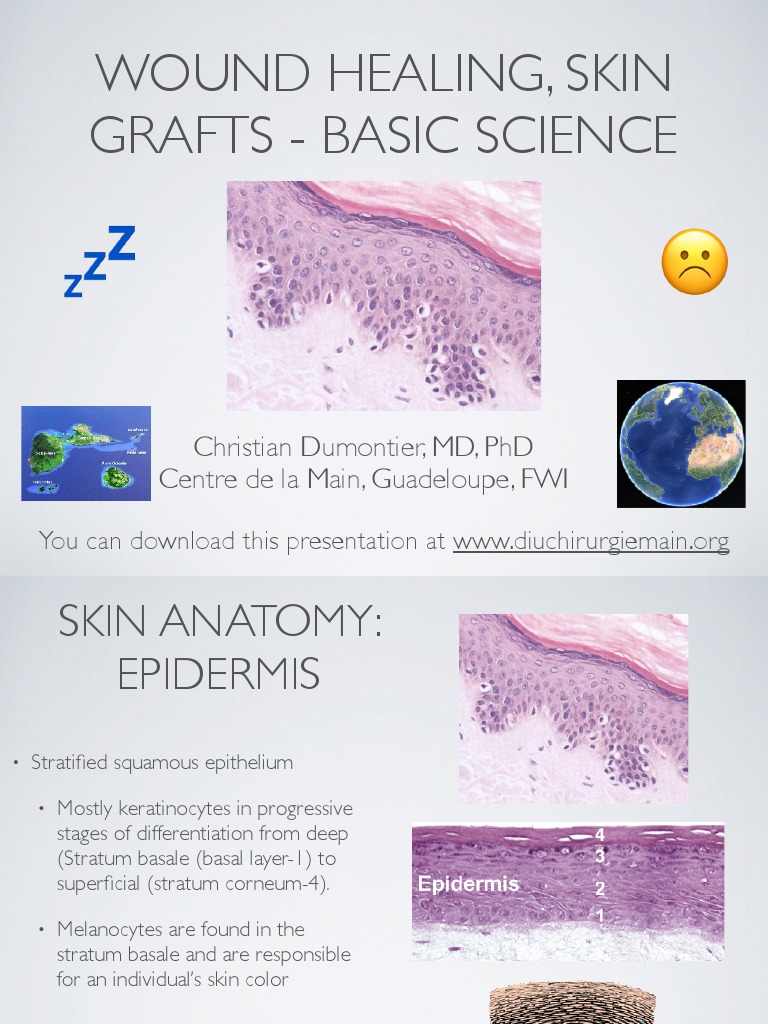 Basic Science of Wound Healing | PDF | Wound Healing | Skin
