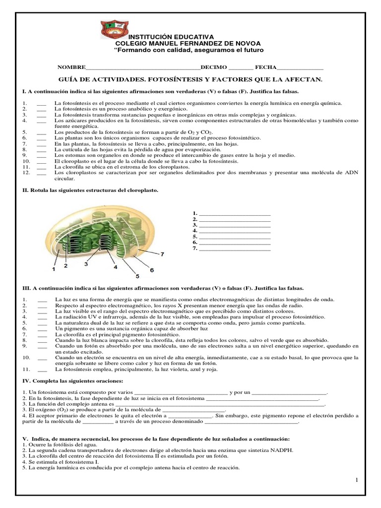 Actividad de Fotosintesis | PDF | Fotosíntesis | Cloroplasto