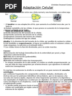 Actualizacion de Protocolos de La Cap | PDF