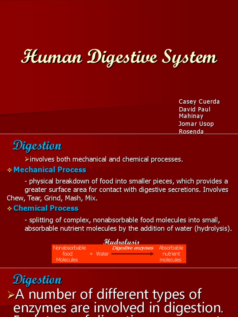 Human Digestive System Final | PDF | Stomach | Human Digestive System