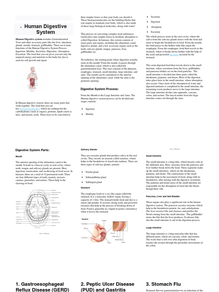 Human Digestive System Includes Gastrointestinal | PDF | Human ...