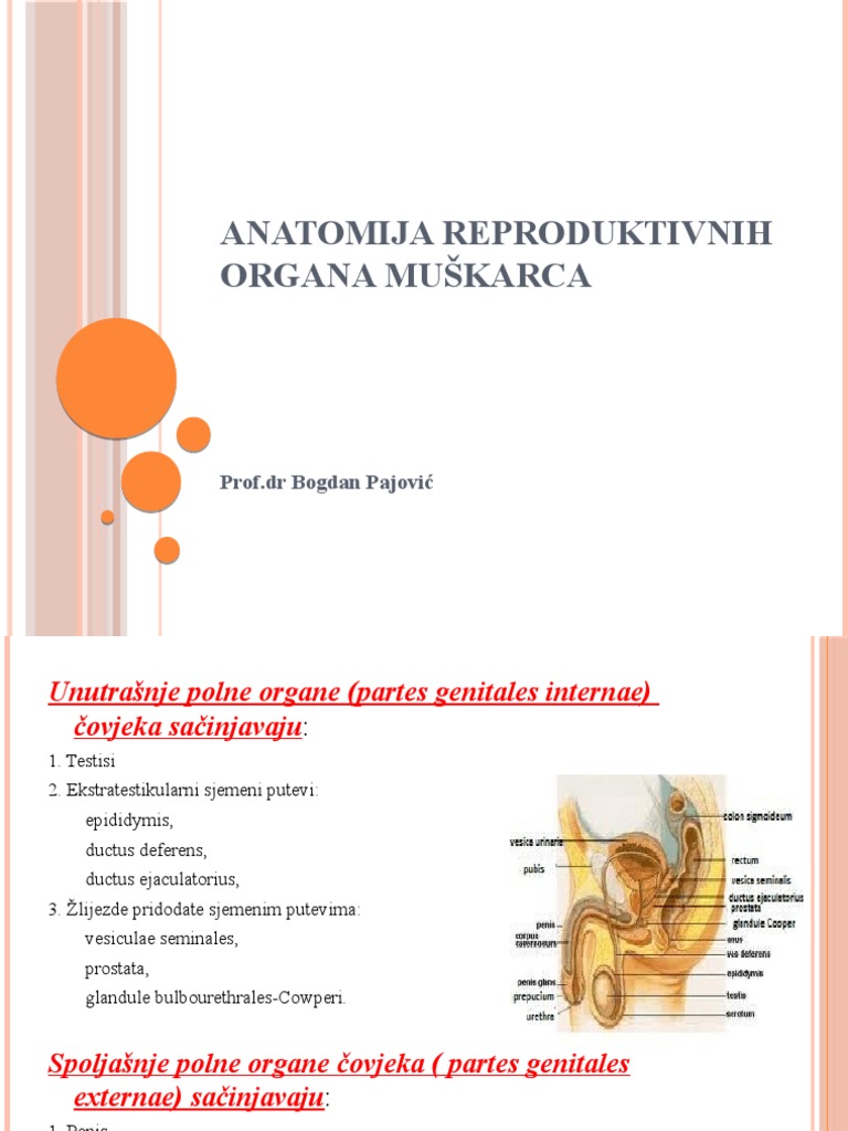 Anatomija Reproduktivnih Organa Muškarca | PDF