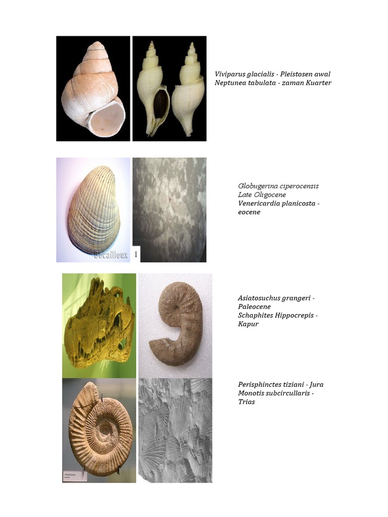 Viviparus Glacialis - Pleistosen Awal Neptunea Tabulata - Zaman Kuarter ...