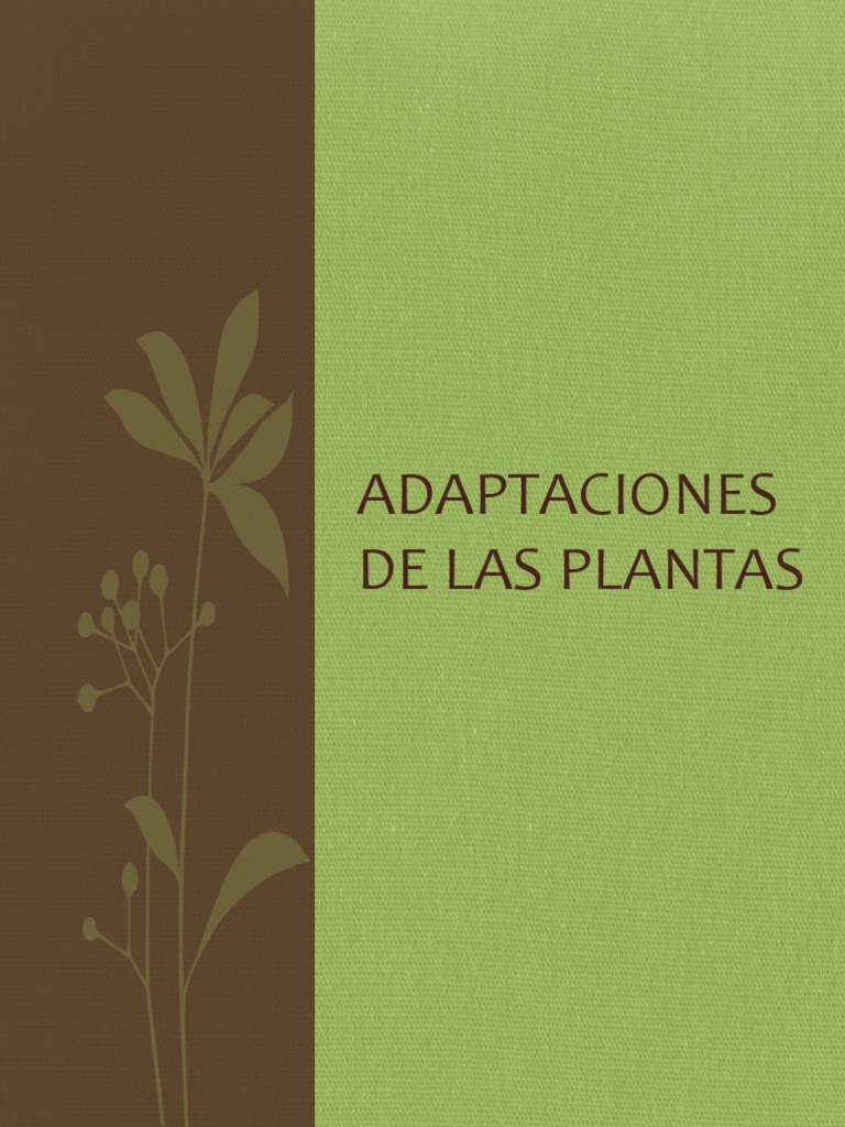 Adaptaciones de Las Plantas | PDF | Hoja | Tallo de la planta