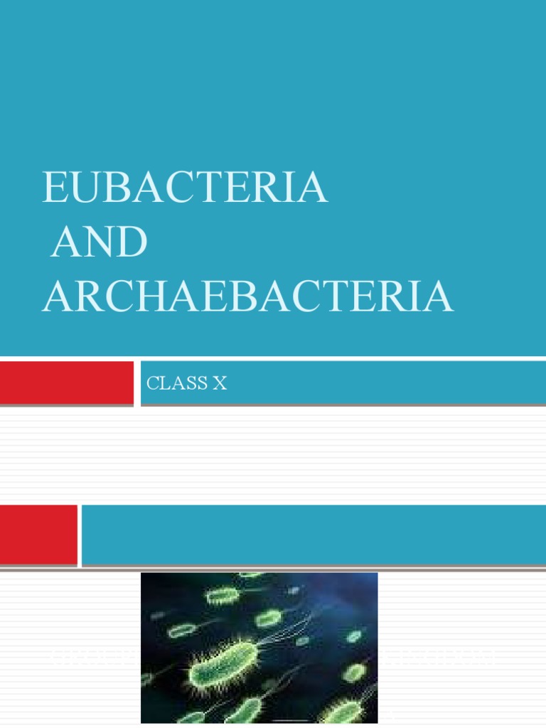 Eubacteria AND Archaebacteria: Class X | PDF | Bacteria | Cell (Biology)