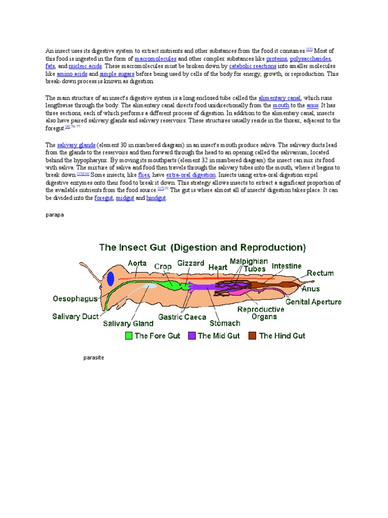 Leech Digestive System Overview | PDF | Digestion | Insects