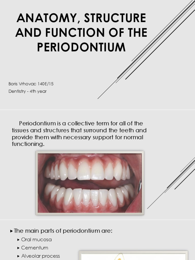 Anatomy Structure and Function of The Periodontium | PDF | Mouth ...