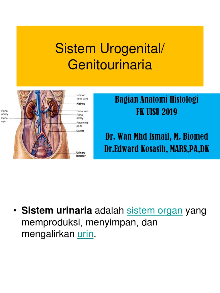 Anatomi Saluran Kemih | PDF | Sains & Matematika