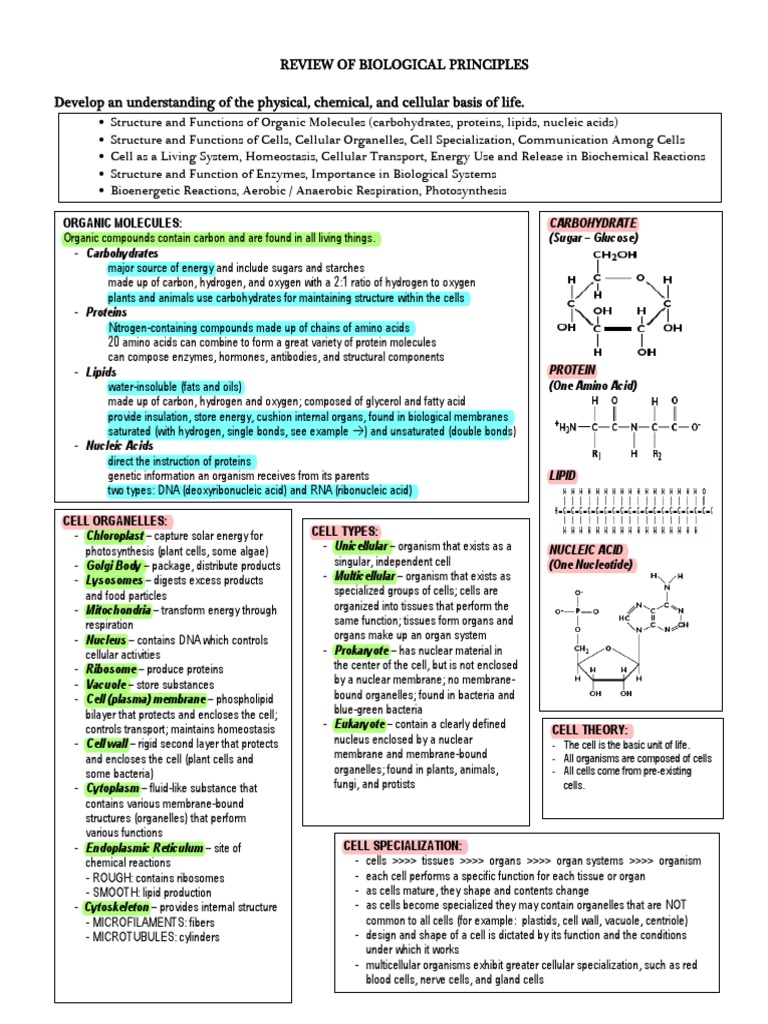Biological Principles Overview | PDF | Mitosis | Meiosis