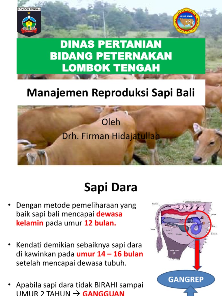 Manajemen Reproduksi Sapi Bali | PDF