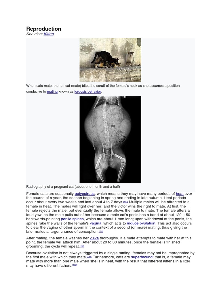 Reproduction: Kitten | PDF | Cats | Organisms