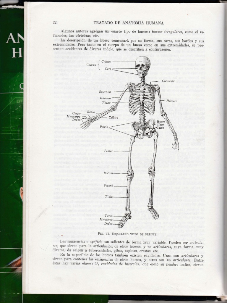 Esqueleto Anatomía Quiroz 1 | PDF