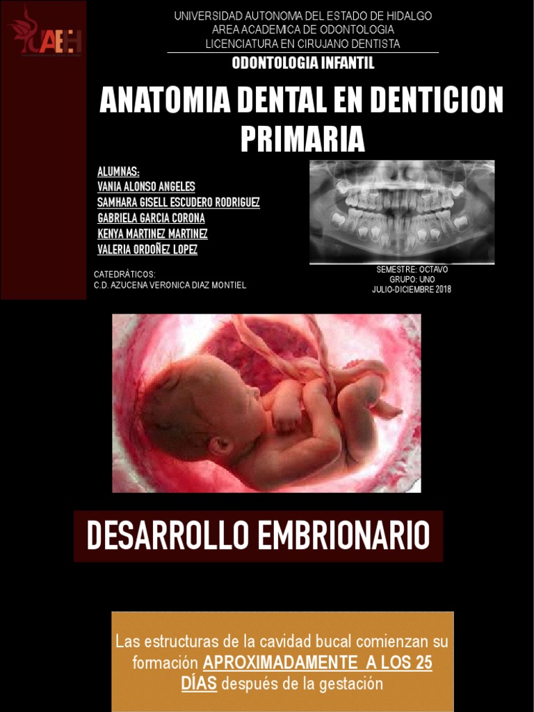 Anatomia Dental en Dentición Primaria | PDF | Diente | Anatomia dental