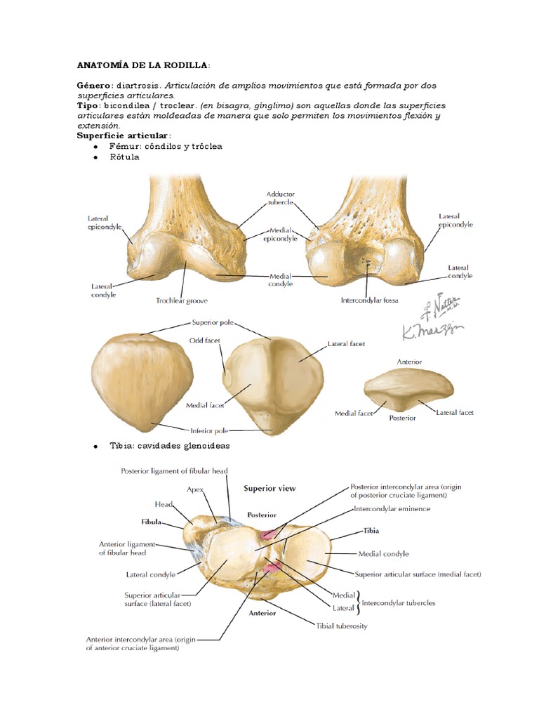 Anatomía de La Rodilla | PDF