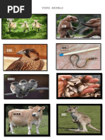 Animals Chart | PDF