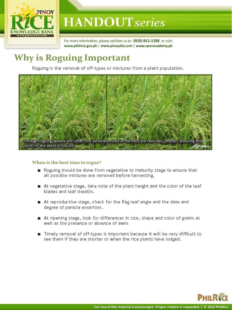 Why Is Roguing Important | PDF | Edible Plants | Crops