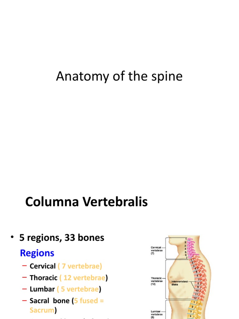 Anatomy and Examination of the Spine | PDF | Vertebral Column | Vertebra