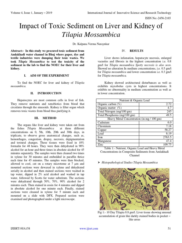 Toxic Sediment Effects on Tilapia Health | PDF | Anatomy | Medical ...